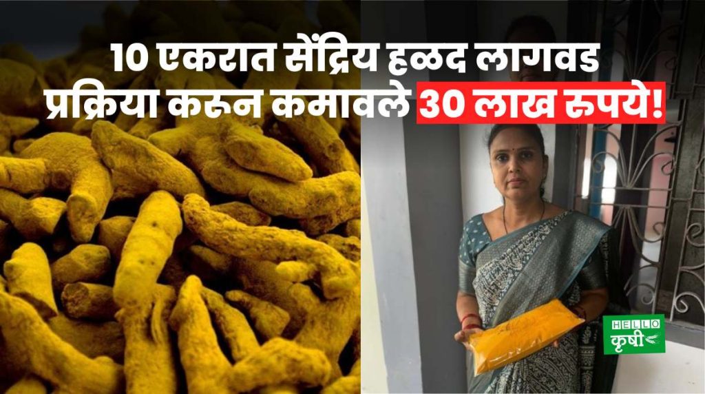 Halad Processing : 10 एकरात सेंद्रिय हळद लागवड; प्रक्रिया करून कमावले ...