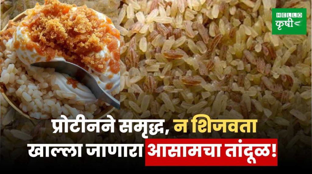 Boka Saul Rice: अंड्यापेक्षाही जास्त प्रोटीन आहे या तांदळात, न शिजवता ...
